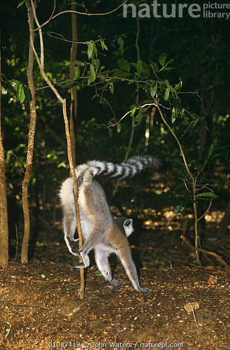 Stock photo of Ring-tailed lemur scent marking against tree (Lemur ...
