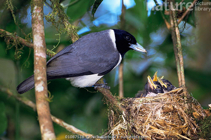 Stock photo of Female Pollen's Vanga feeding chicks {Xenopirostris ...