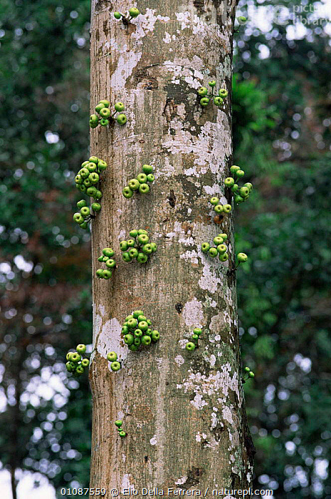 Stock photo of Figs ripening on Fig tree {Ficus sp} Assam, North East ...