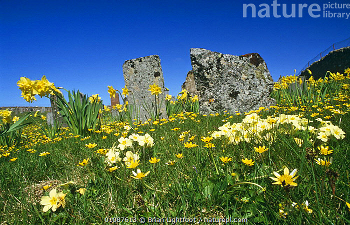 Stock photo of Common primrose {Primula vulgaris} Celandine and ...