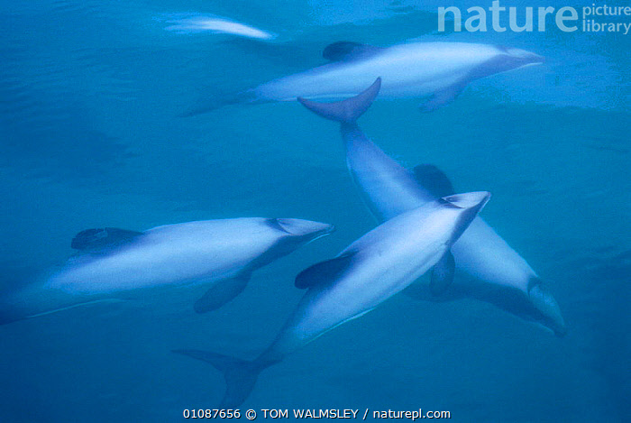 Hector S Stock Photo Of Hectors Dolphin At Surface {Cephalorhynchus