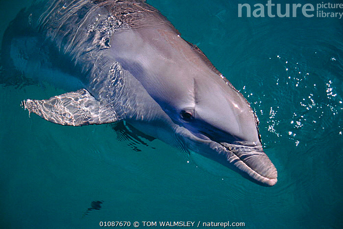 Stock photo of Bottlenose dolphin with scar above eye from cage ...