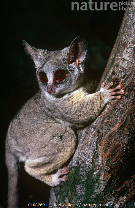 Stock photo of Northern lesser bushbaby {Galago senegalensis} captive ...
