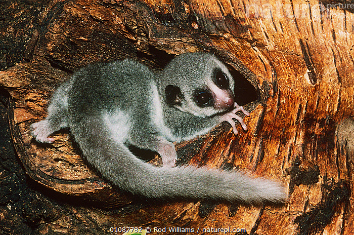 Stock photo of Young Fat tailed dwarf lemur {Cheirogaleus medius ...