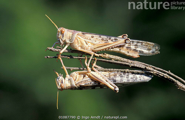Stock photo of Desert locusts {Schistocerca gregaria} captive, Africa ...