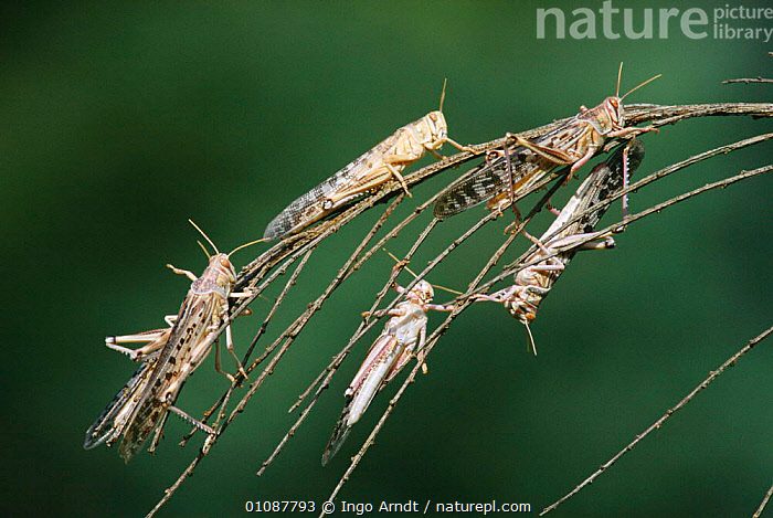 Stock photo of Group of Desert locusts {Schistocerca gregaria} Africa ...