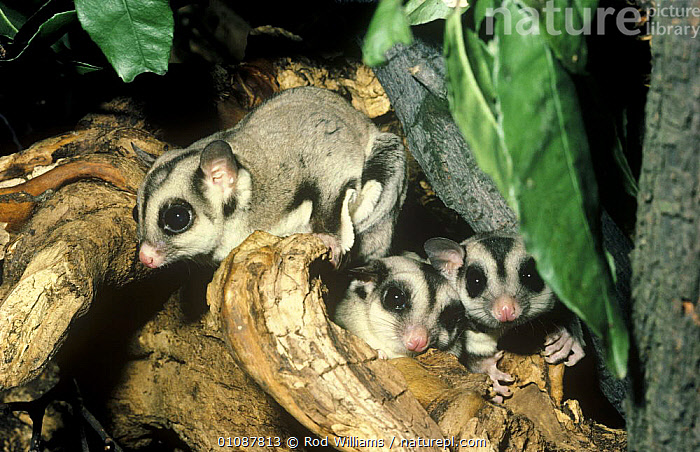 Stock photo of Sugar glider {Petaurus breviceps} female and young ...