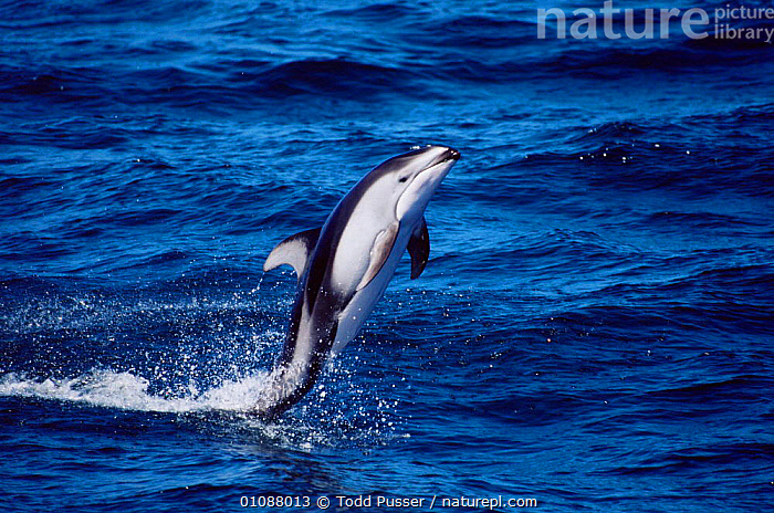 Stock photo of Pacific white sided dolphin tail walking {Lagenorhynchus ...