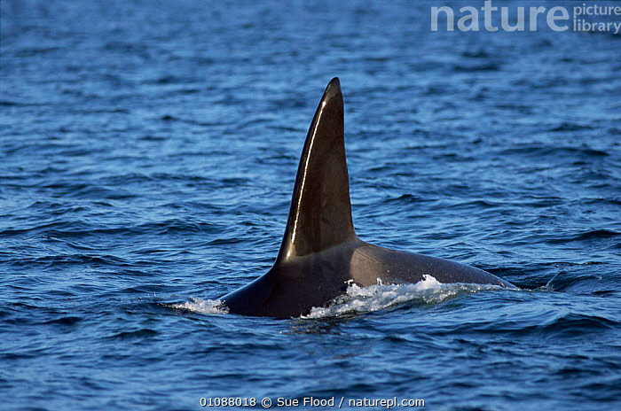 Stock photo of Dorsal fin of Killer whale {Orca orcinus} North Island ...