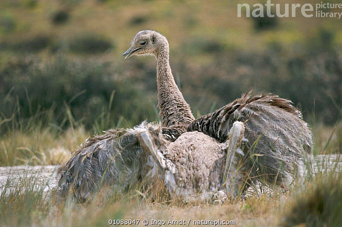 Stock photo of Darwin's rhea sitting {Rhea pennata} Torres del Paine NP ...