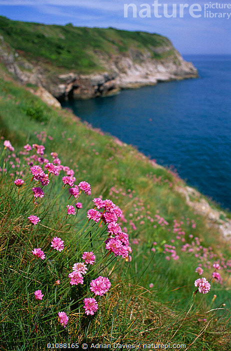 Stock photo of Thrift / Sea Pink flowers {Armeria maritima} Coastal ...