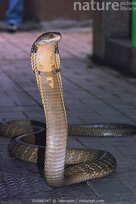 Cobra Snake Strike