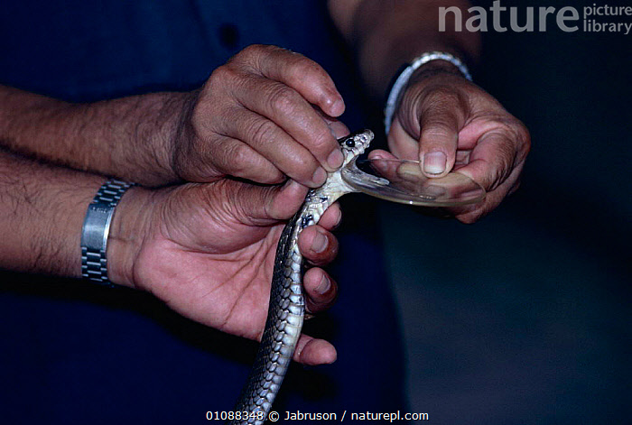 Naja Naja Venom Monocled Cobra Naja Kaouthia