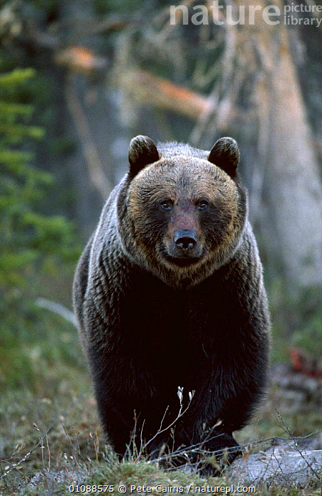 Stock photo of Male European brown bear {Ursus arctos} Finland ...
