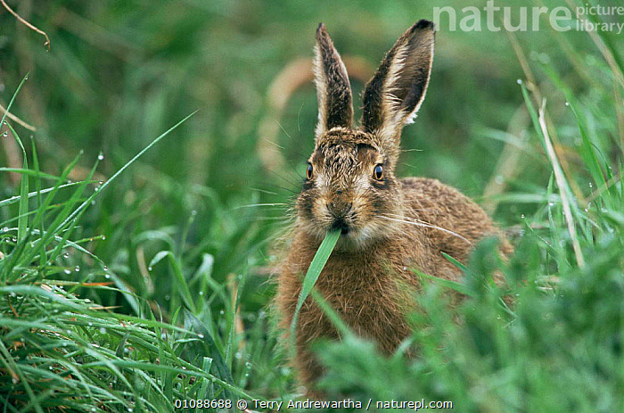 Stock photo of Young European hare leveret in grass {Lepus europaeus ...