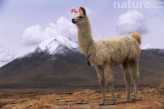 Stock photo of Domesticated Llama {Lama glama} with snow capped volcano ...