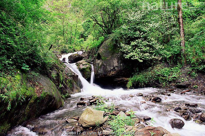 Stock photo of Waterfall and forest, Wolong Nature Reserve, Sichuan ...