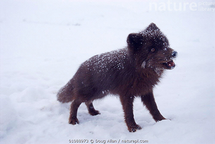 Stock photo of Arctic fox in blue phase {Vulpes lagopus} Svalbard ...