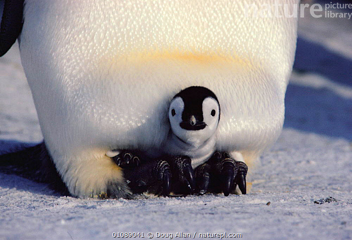 Stock photo of Two-week-old Emperor penguin chick sits on parent's feet ...