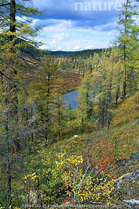 Taiga Landscape
