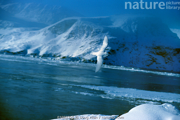 Stock photo of Snow petrel {Pagodroma nivea} flying over snowy ...