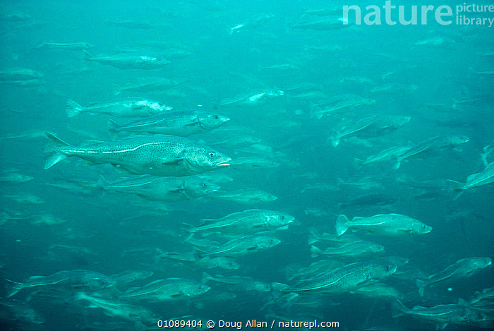 Stock photo of Atlantic cod in fish farm {Gadus morhua} Norway ...