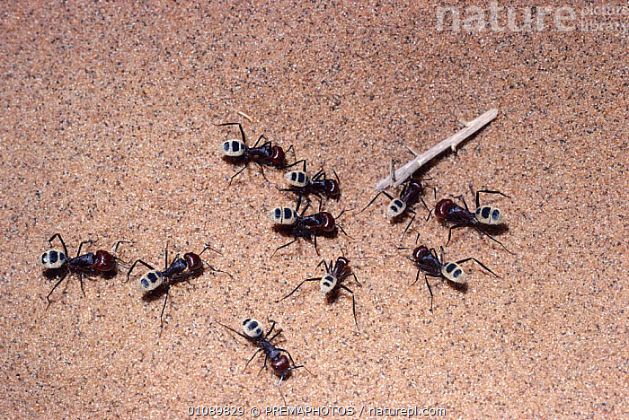 Stock photo of Ants foraging in Namib desert {Camponotus detritus ...