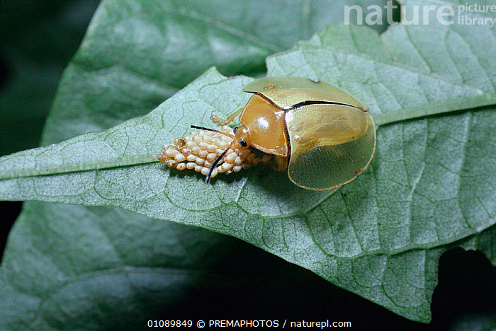 Stock photo of Tortoise beetle female guarding her eggs {Acromis sparsa ...