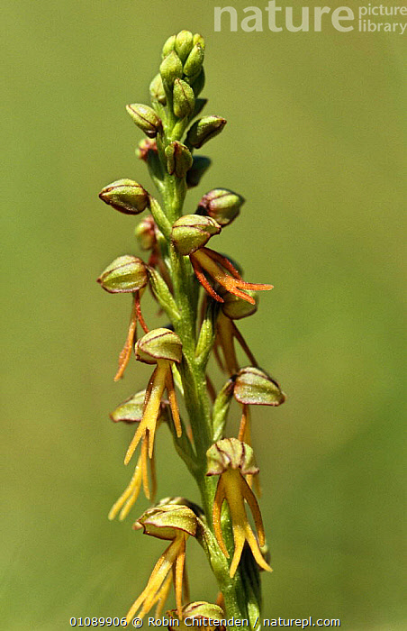 Stock photo of Man orchid {Orchis anthropophora} Norfolk, UK. Available ...