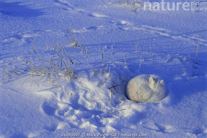Stock photo of Arctic fox asleep in snow burrow {Vulpes lagopus ...