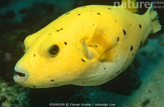 Stock photo of Guineafowl pufferfish, yellow phase (Arothron meleagris ...