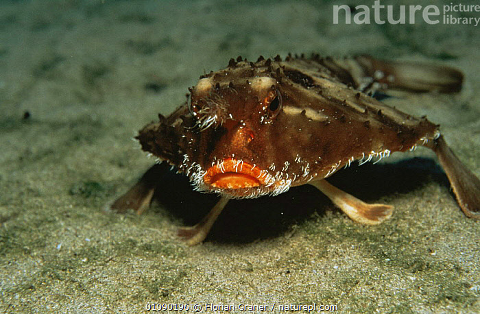 Stock photo of Galapagos batfish {Ogcocephalus darwini} Cocos Island ...