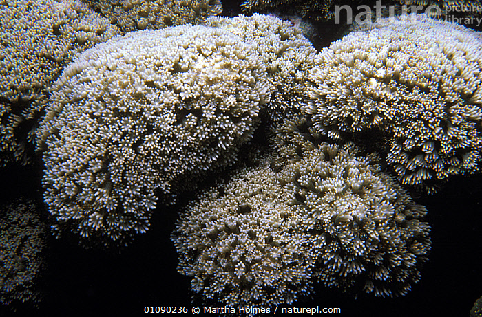 Stock photo of Club finger coral {Porites porites} with extended polyps ...