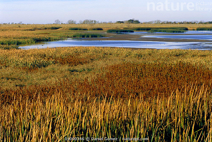 Stock photo of Pampas wetland landscape, Central Argentina, South ...