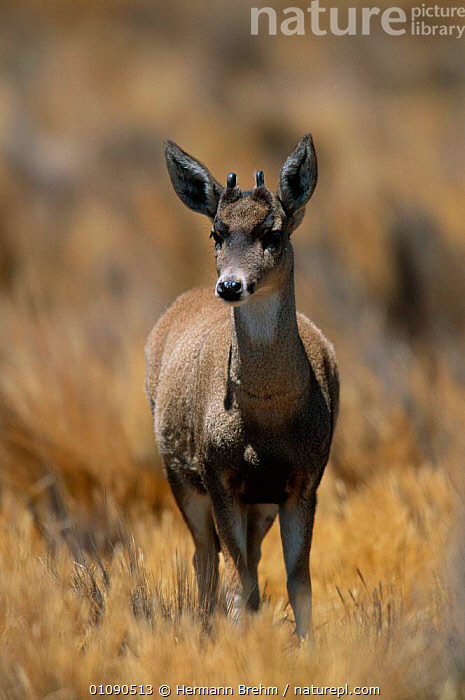 Stock photo of Peruvian guemal {Hippocampus antisiensis} Pampa galeras ...