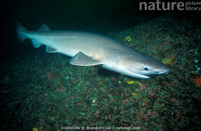 Stock photo of Sixgill or Bluntnosed shark underwater in depths ...