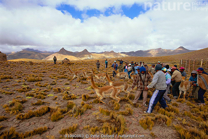 Stock photo of People releasing wild Vicuna after shearing {Lama ...