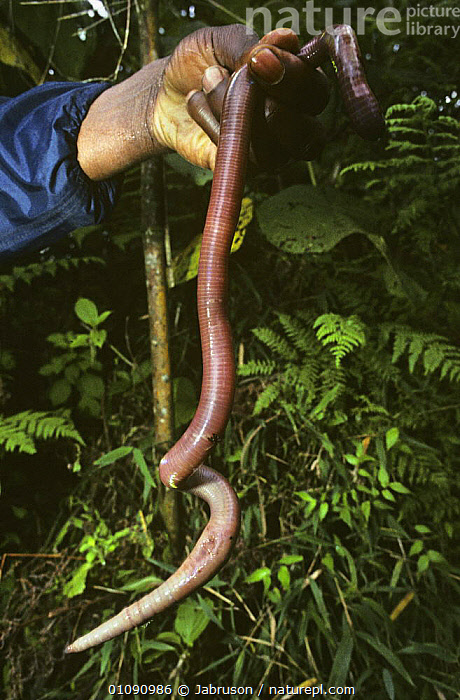 Stock photo of Giant African earthworm held in hand (Microchaetus sp ...