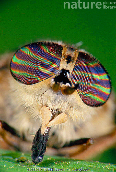 Stock photo of Horsefly eyes close up {Tabanus sp.}. Available for sale ...