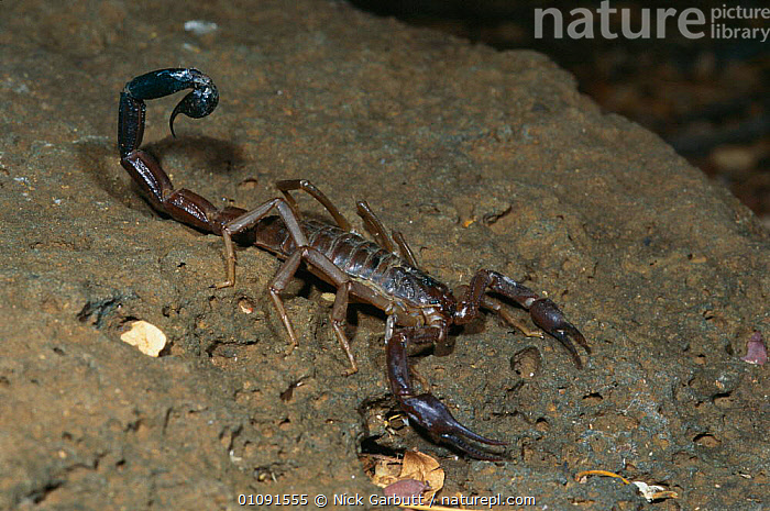 Stock photo of Ankarana scorpion hunting {Grosphus palpator} Ankarana ...
