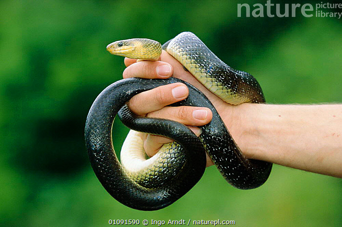Stock photo of Person holding snake in hand. Available for sale on www ...