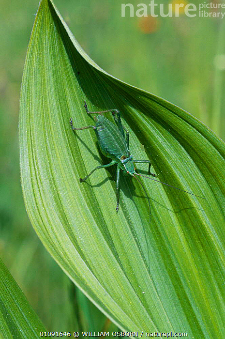 Stock photo of Saddle back bush cricket {Ephippiger ephippiger} first ...