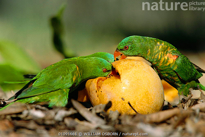 Stock photo of Scaly breasted lorikeets feed on fallen mango fruit ...