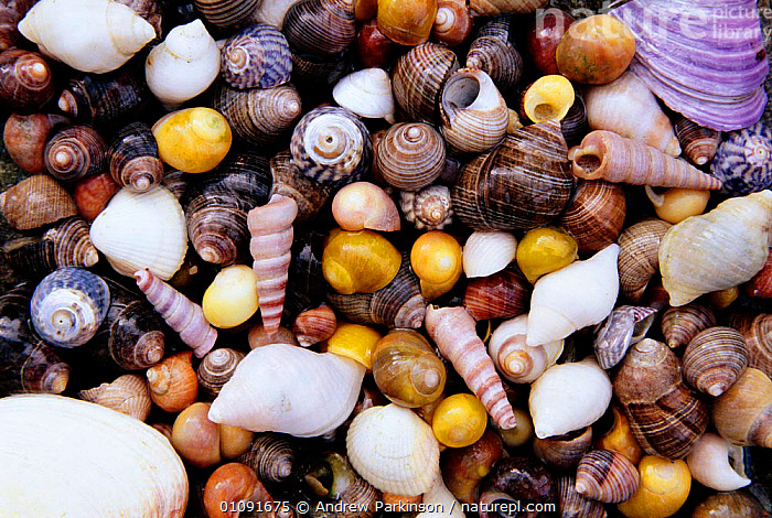 Stock photo of Assorted seashells, Isle of Mull, Scotland, UK ...