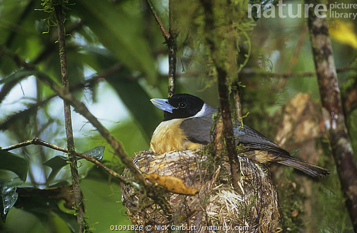Stock photo of Pollen's vanga {Xenopirostris polleni} male incubating ...