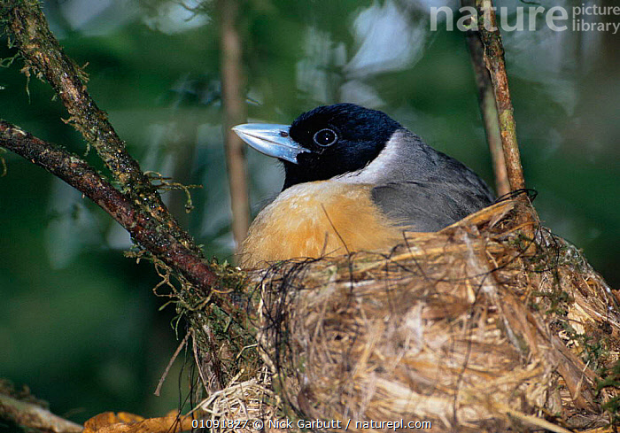 Stock photo of Male Pollen's Vanga on nest incubating eggs ...