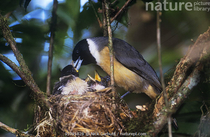 Stock photo of Pollen's vanga {Xenopirostris polleni} male feeding ...
