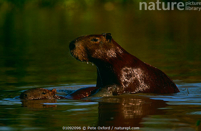 Stock photo of Capybara {Hydrochoerus hydrochaeris} mating in water ...