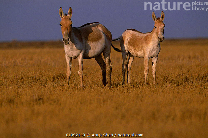 Stock photo of Khur / Indian wild ass {Equus hemionus khur} Rann of ...
