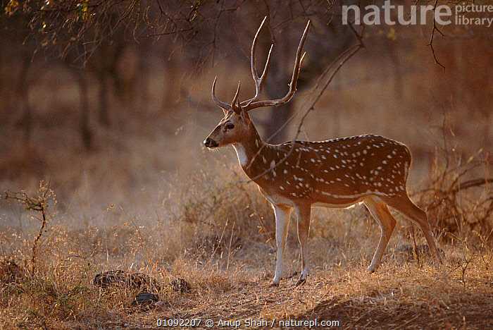 Stock photo of Chital / Spotted deer stag {Axis axis} Gir NP, Gujarat ...
